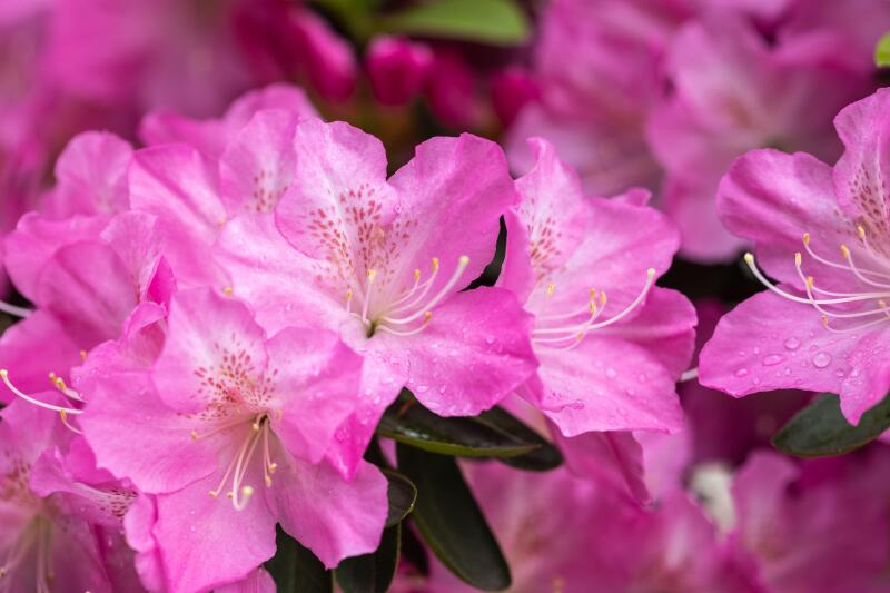 Asia ABS blooms as Azalea and Clifford Capital deals fly