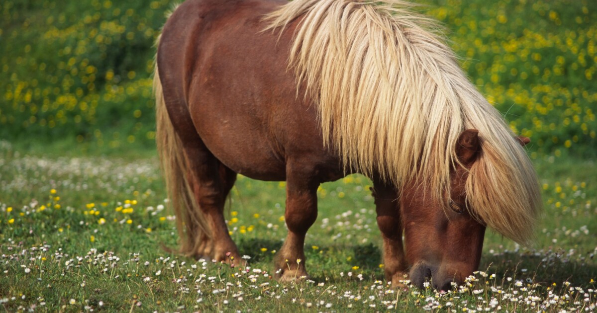 Hyundai trots out Pony 2026–1 as peers set IPTs