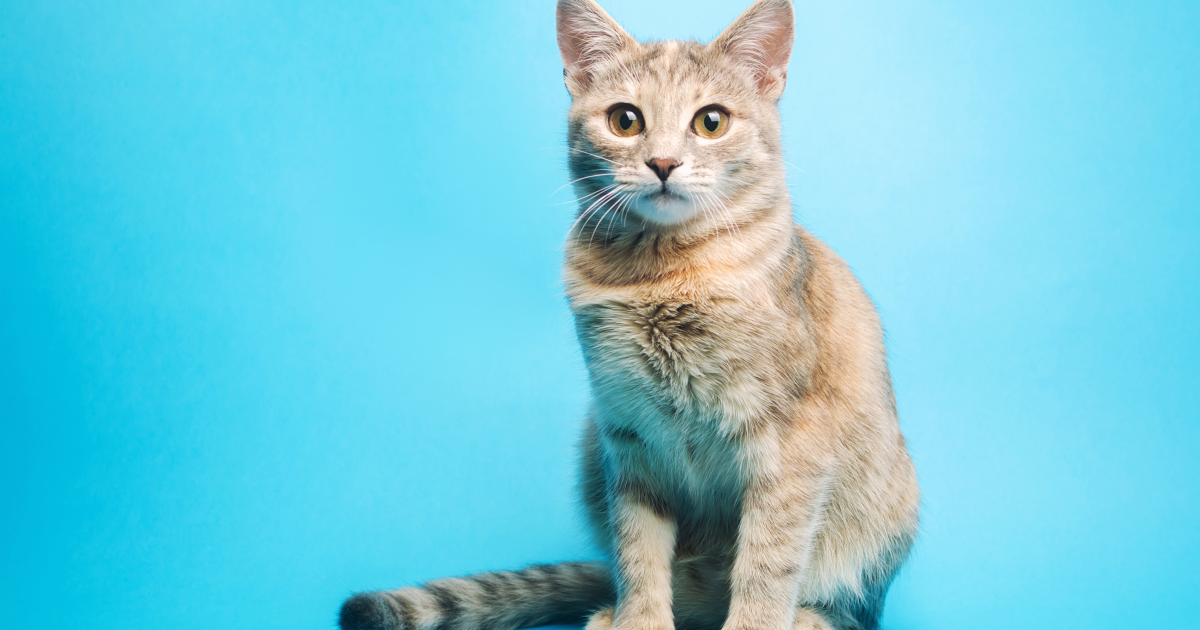 SIFMA and SROs settle CAT reporter agreement dispute | IFLR