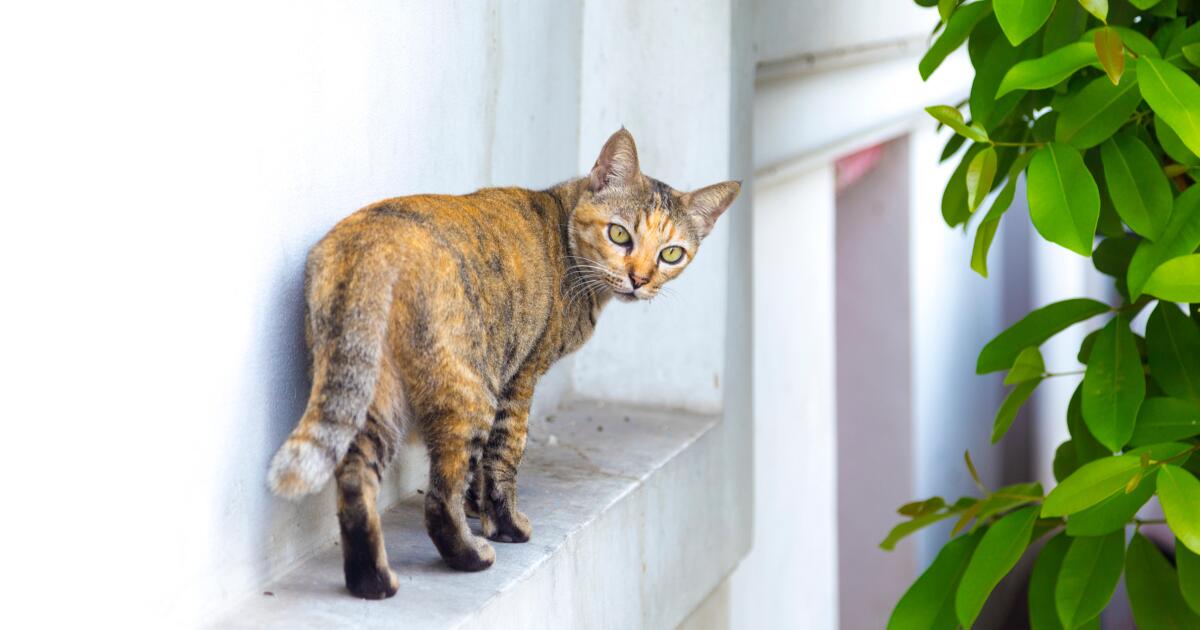 ThinCats ABS future uncertain as Shawbrook snaps up UK SME lender